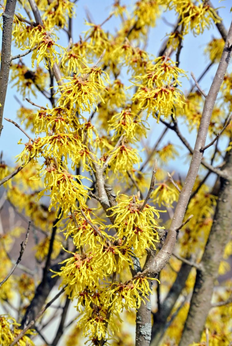 The Martha Stewart Blog : Blog Archive Blooming Witch Hazel - The ...