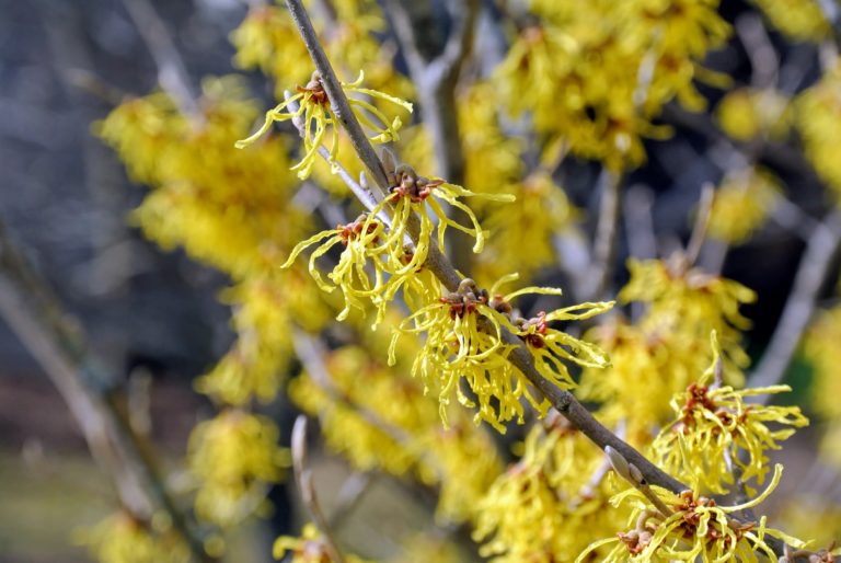 Blooming Witch Hazel - The Martha Stewart Blog