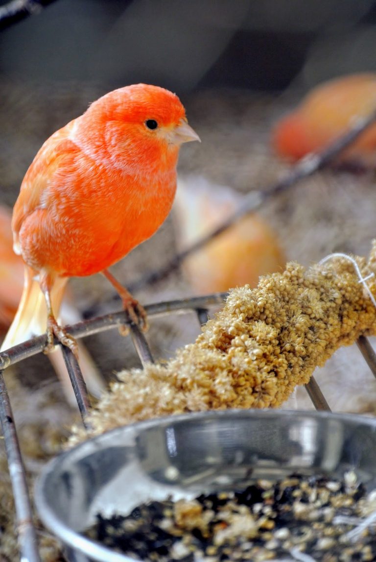 A Visit with My Beautiful Canaries - The Martha Stewart Blog