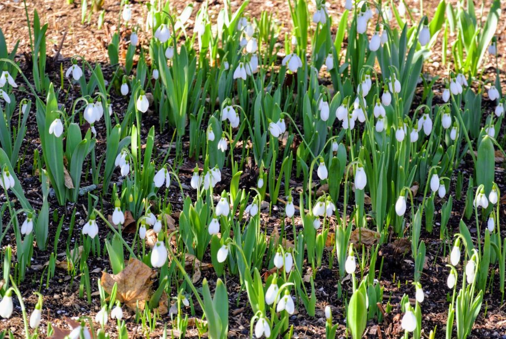Spring Snowdrops - The Martha Stewart Blog