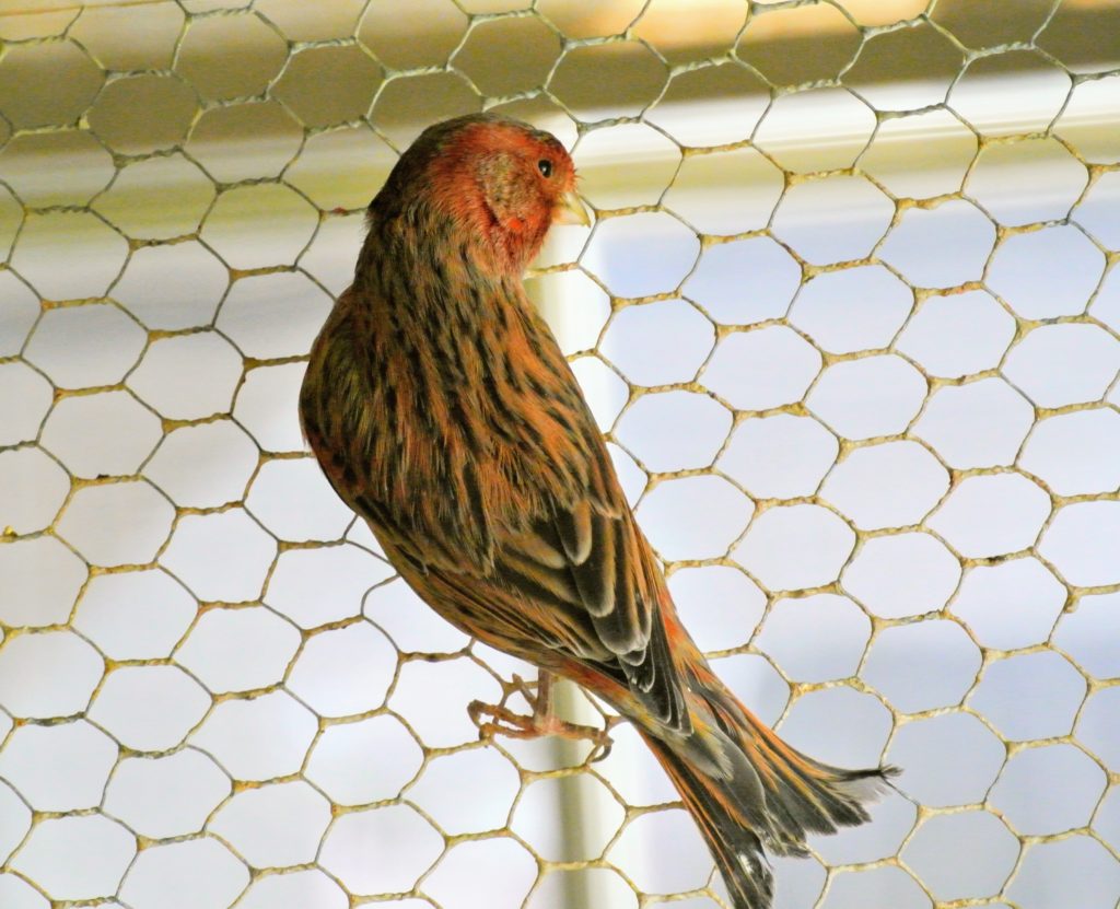 A Visit with My Beautiful Canaries - The Martha Stewart Blog