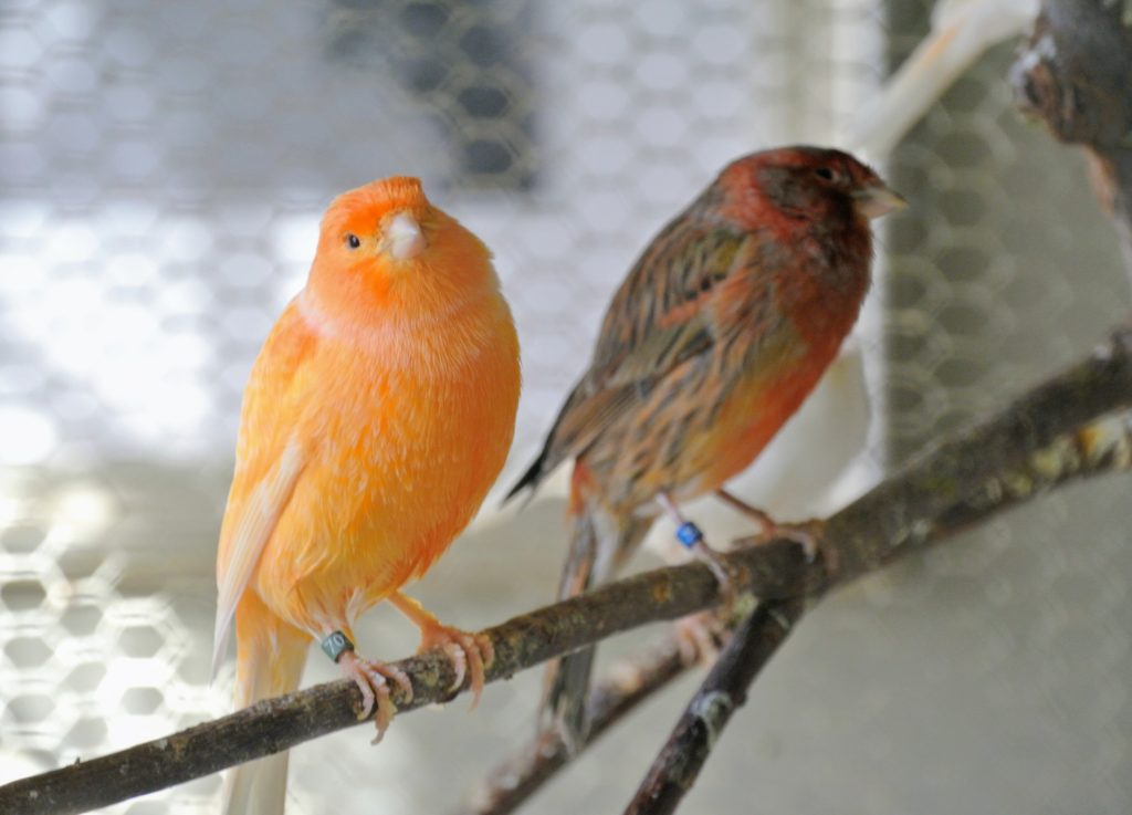 A Visit with My Beautiful Canaries - The Martha Stewart Blog