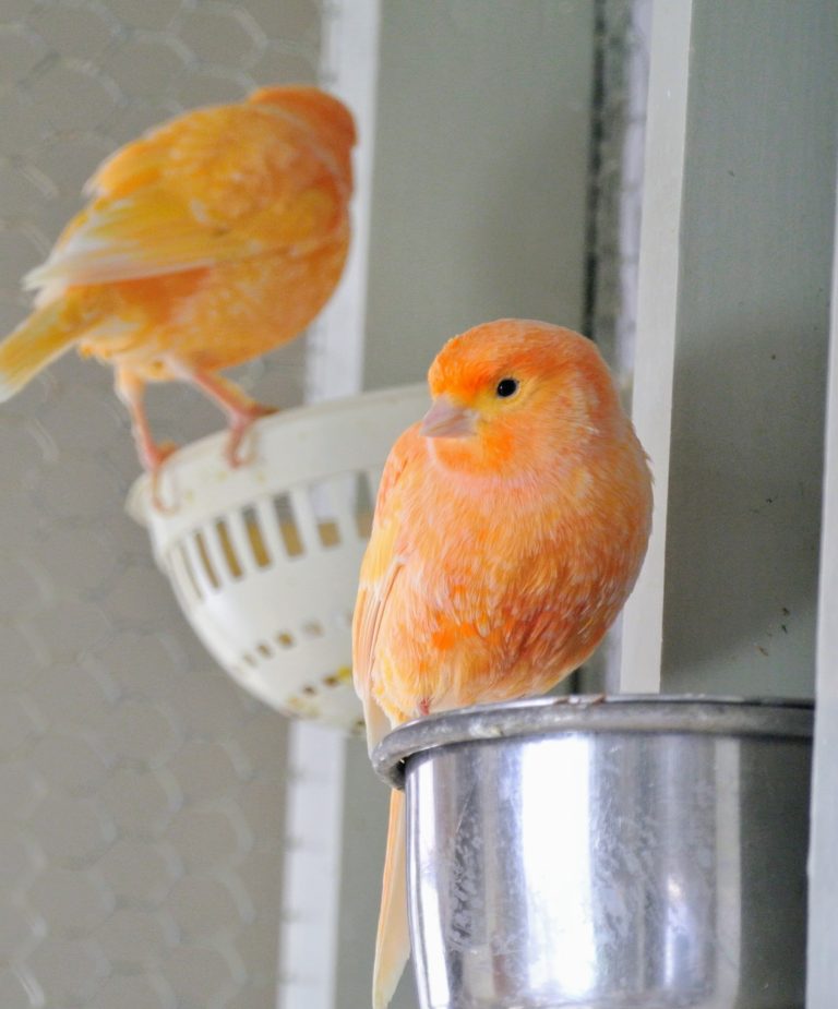 The Martha Stewart Blog : Blog Archive A Visit with My Beautiful Canaries - The Martha Stewart Blog