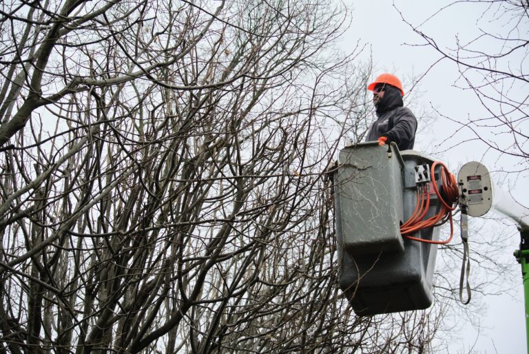 Pruning My Linden Trees - The Martha Stewart Blog