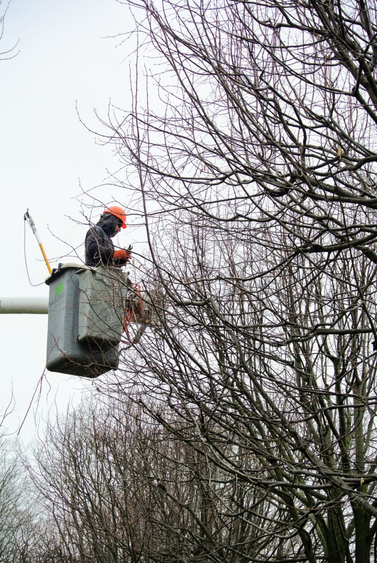 Pruning My Linden Trees - The Martha Stewart Blog