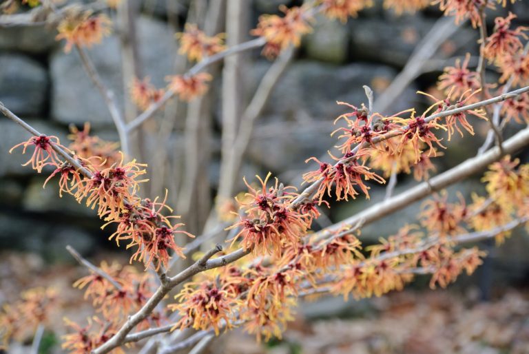 Blooming Witch Hazel - The Martha Stewart Blog