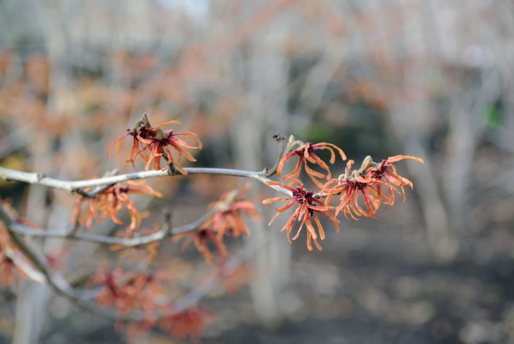 Blooming Witch Hazel - The Martha Stewart Blog