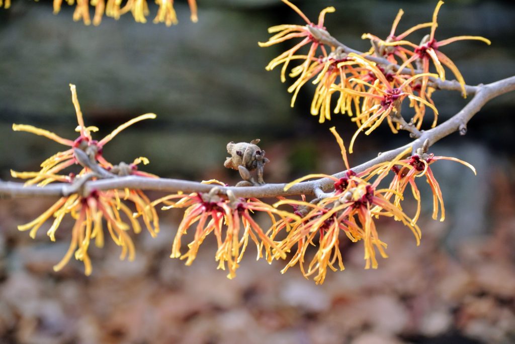 The Martha Stewart Blog : Blog Archive Blooming Witch Hazel - The ...