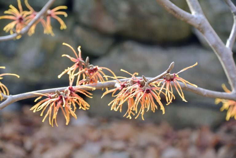 Blooming Witch Hazel - The Martha Stewart Blog