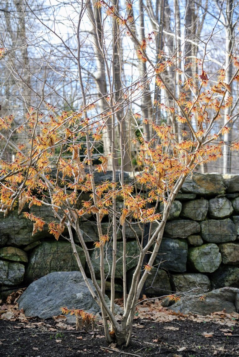 Blooming Witch Hazel - The Martha Stewart Blog