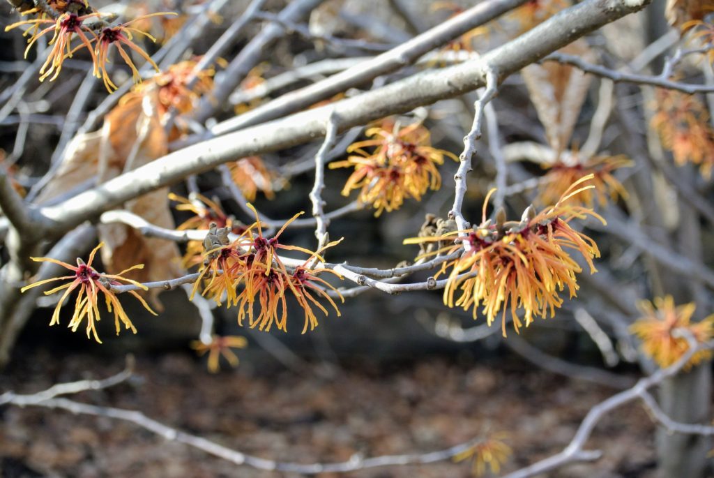 The Martha Stewart Blog : Blog Archive Blooming Witch Hazel - The ...