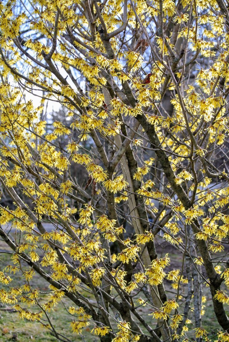 The Martha Stewart Blog : Blog Archive Blooming Witch Hazel - The ...
