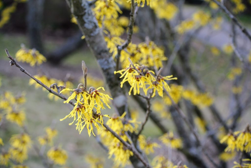 The Martha Stewart Blog : Blog Archive Blooming Witch Hazel - The ...
