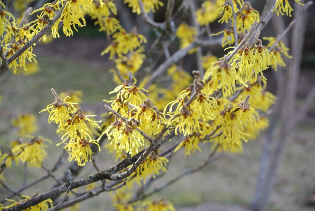 The Martha Stewart Blog : Blog Archive Blooming Witch Hazel - The ...