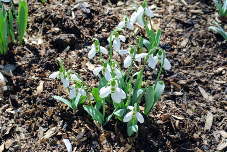 Spring Snowdrops - The Martha Stewart Blog