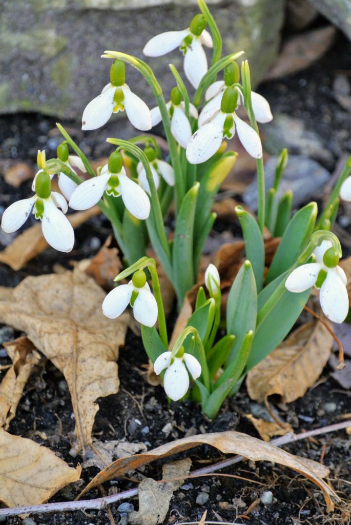 Spring Snowdrops - The Martha Stewart Blog