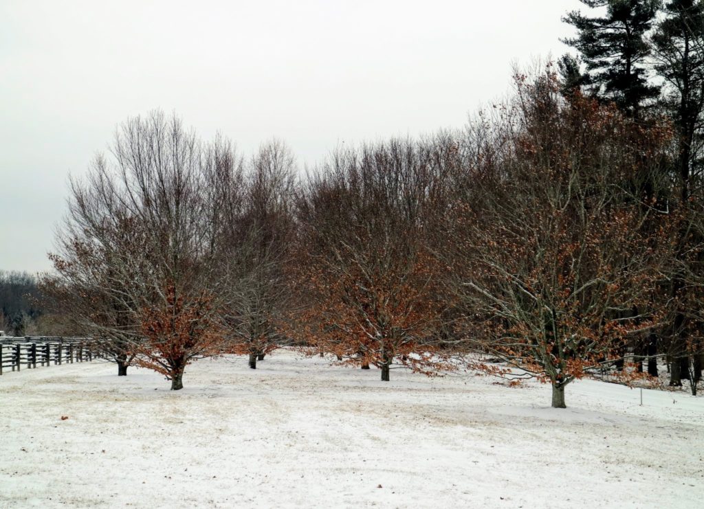 An Early February Snowfall - The Martha Stewart Blog