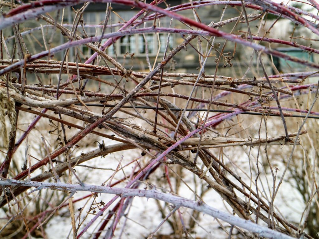 Pruning My Black Raspberry Bushes - The Martha Stewart Blog