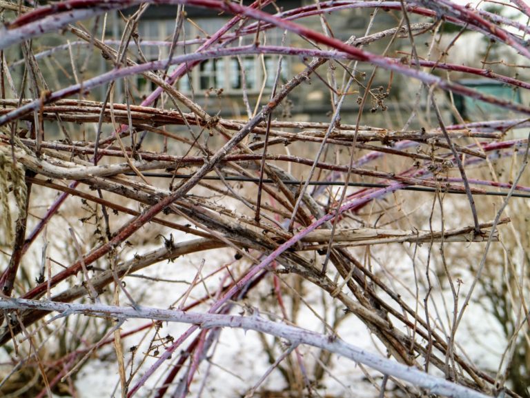 Pruning My Black Raspberry Bushes - The Martha Stewart Blog