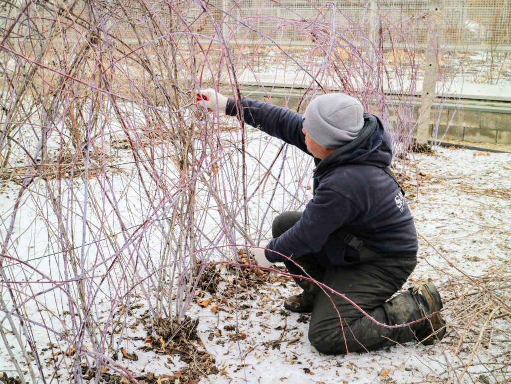 Pruning My Black Raspberry Bushes - The Martha Stewart Blog