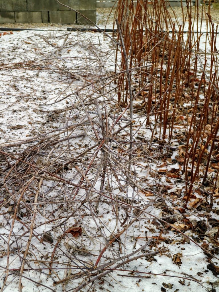 Pruning My Black Raspberry Bushes - The Martha Stewart Blog