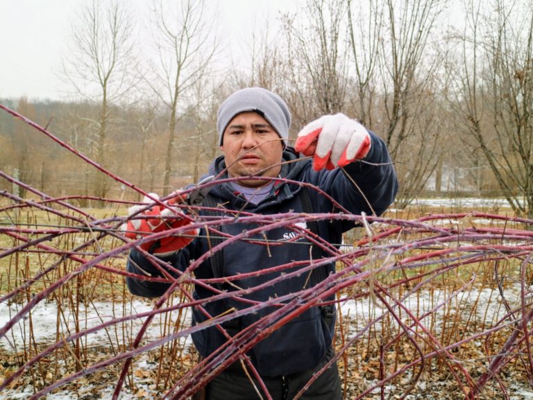Pruning My Black Raspberry Bushes - The Martha Stewart Blog