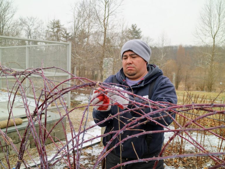 Pruning My Black Raspberry Bushes - The Martha Stewart Blog