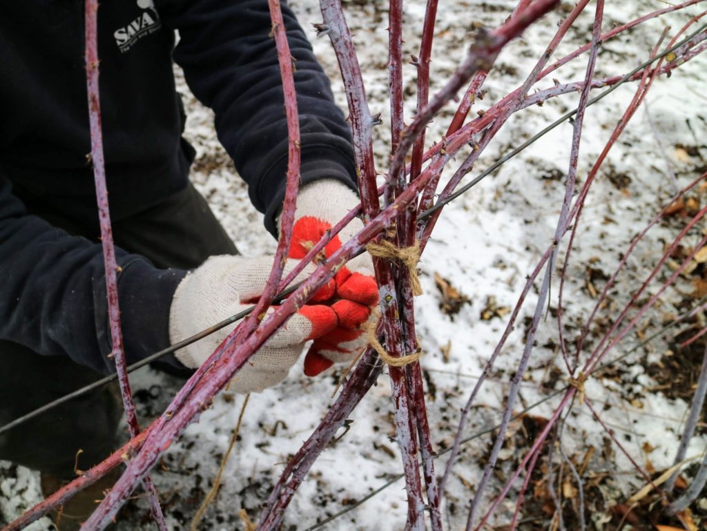 Pruning My Black Raspberry Bushes - The Martha Stewart Blog