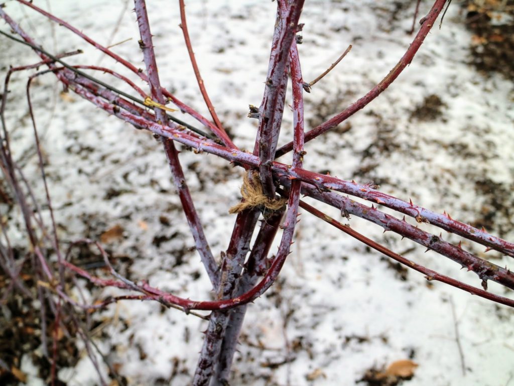 Pruning My Black Raspberry Bushes - The Martha Stewart Blog