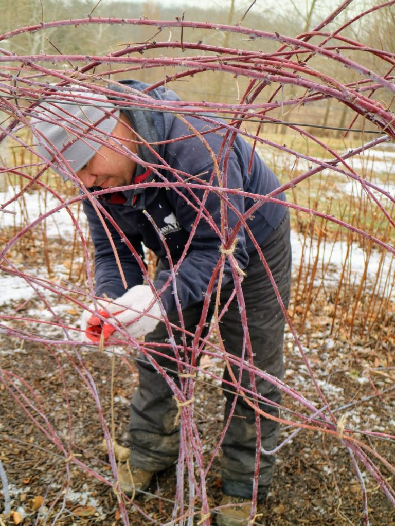Pruning My Black Raspberry Bushes - The Martha Stewart Blog