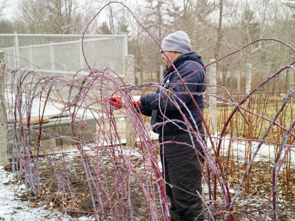 Pruning My Black Raspberry Bushes - The Martha Stewart Blog