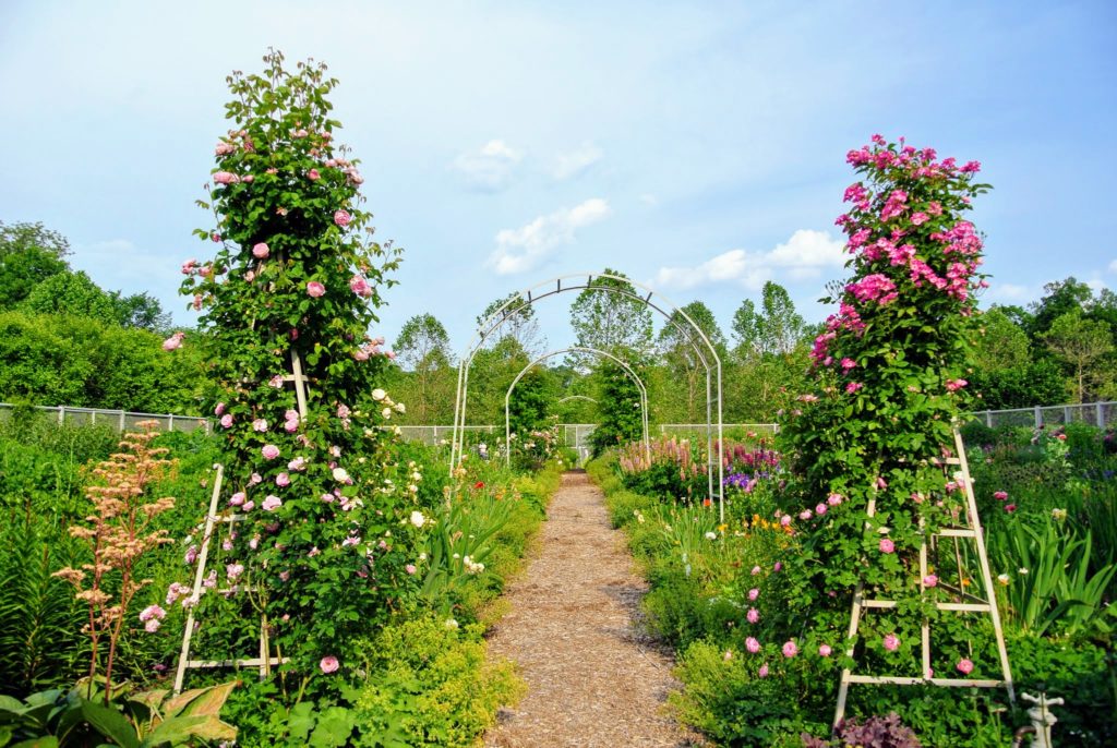 Pruning and Tying My Climbing Roses - The Martha Stewart Blog