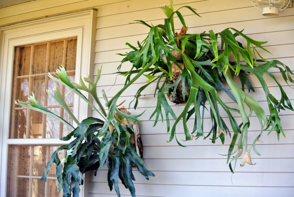 Mounting Staghorn Ferns - The Martha Stewart Blog