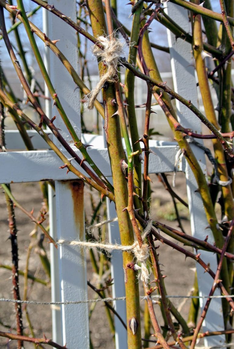 Pruning and Tying My Climbing Roses - The Martha Stewart Blog