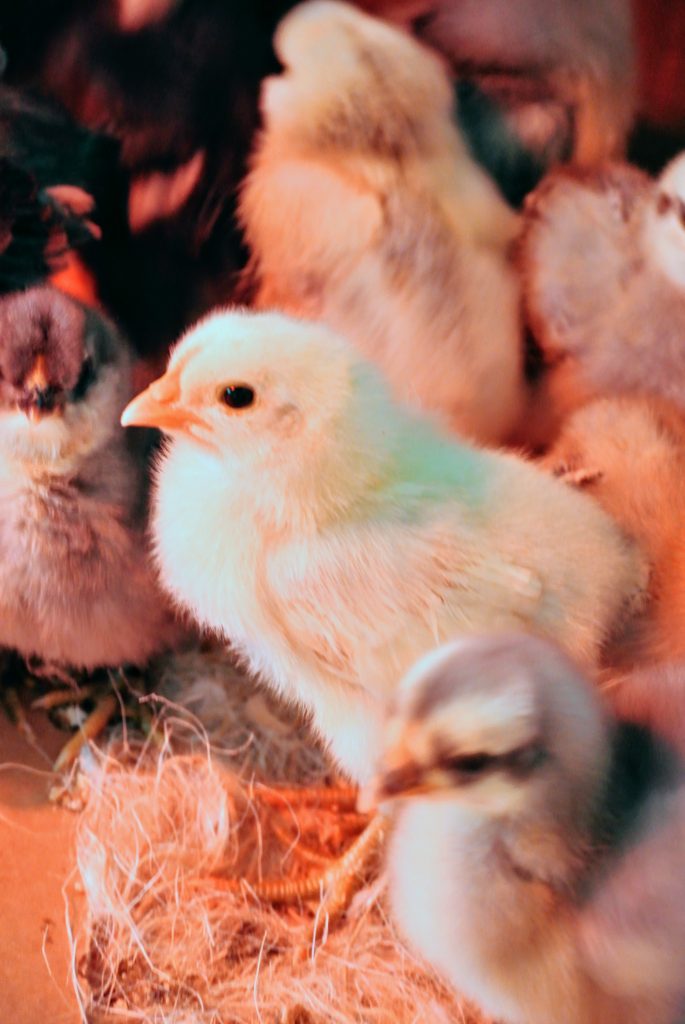 Fluffy Chicks at the Farm - The Martha Stewart Blog