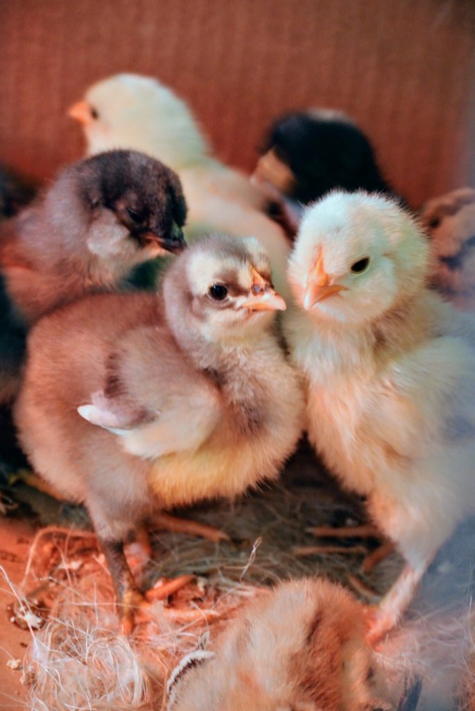 Fluffy Chicks at the Farm - The Martha Stewart Blog