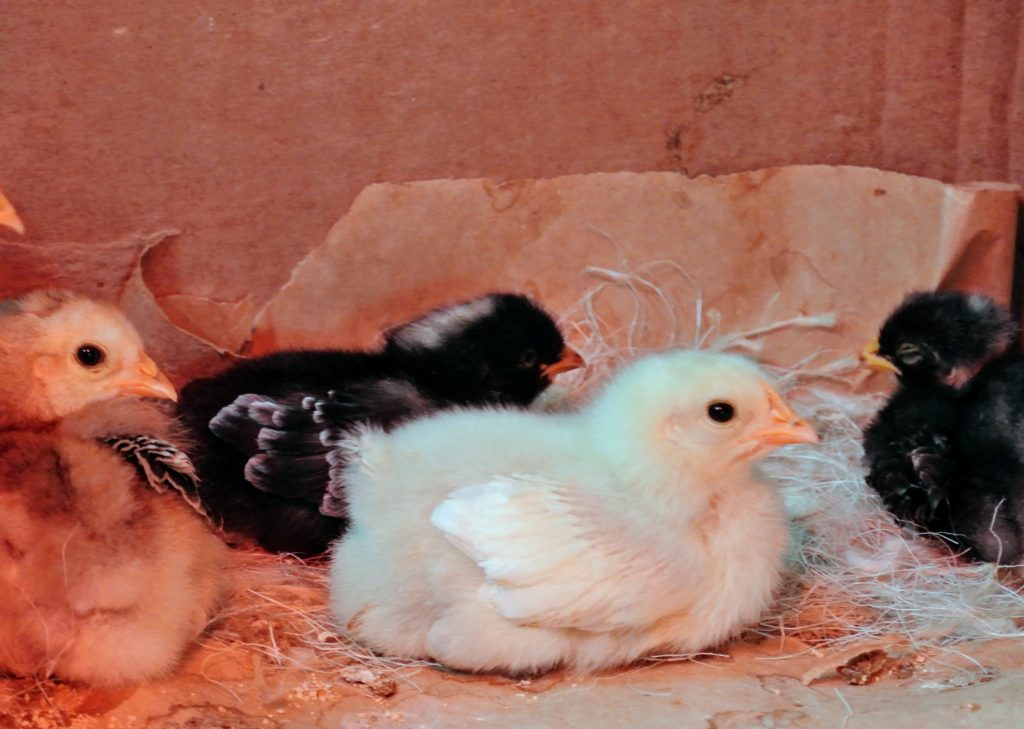 Fluffy Chicks at the Farm - The Martha Stewart Blog