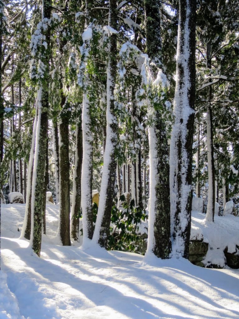 Snow Falls at Skylands - The Martha Stewart Blog