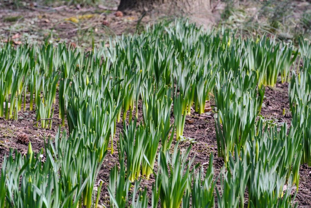 Spring Emergence at the Farm - The Martha Stewart Blog