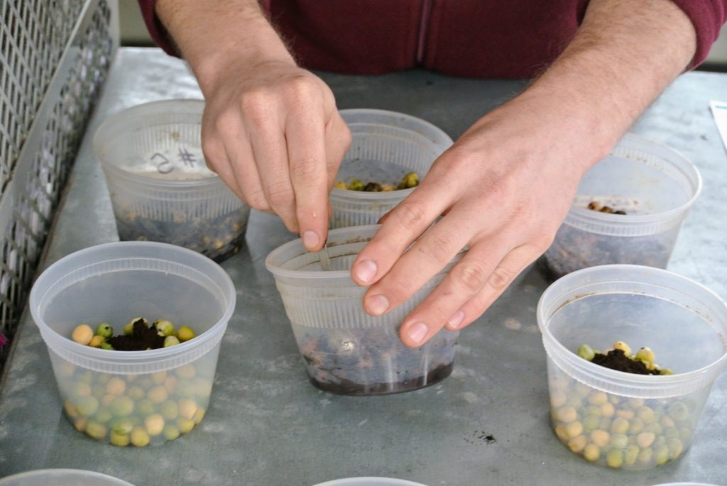 Preparing and Planting the Season's First Crop of Peas - The Martha ...