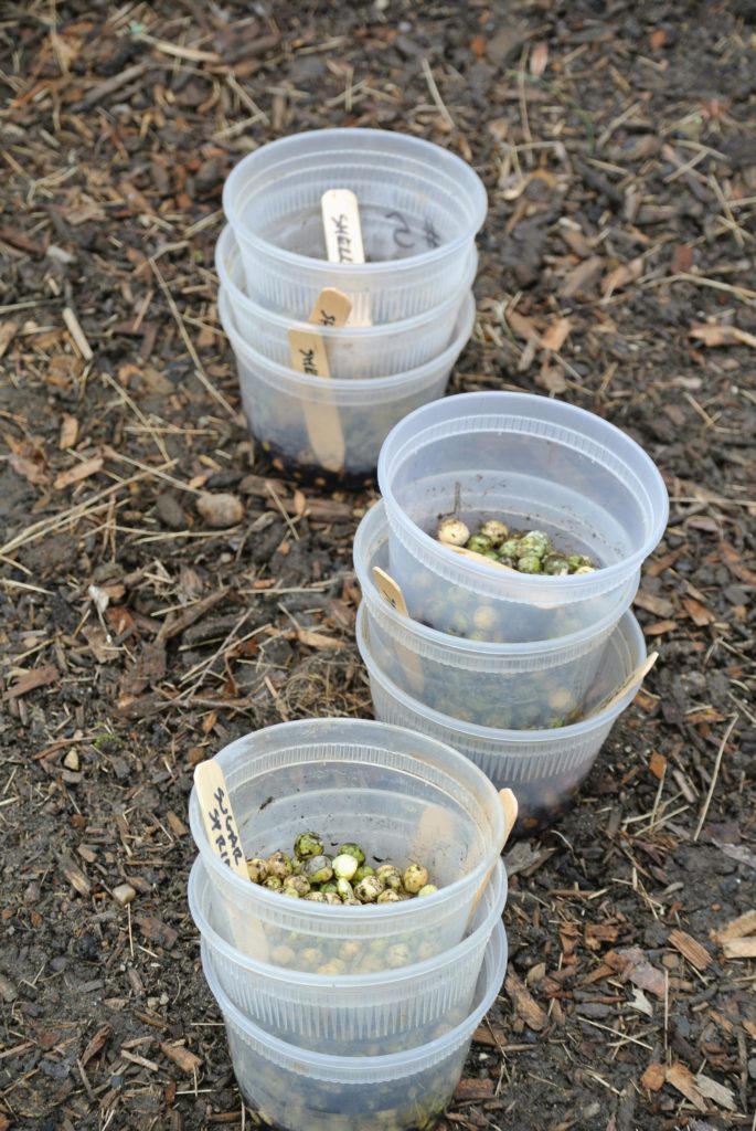 Preparing and Planting the Season's First Crop of Peas - The Martha ...