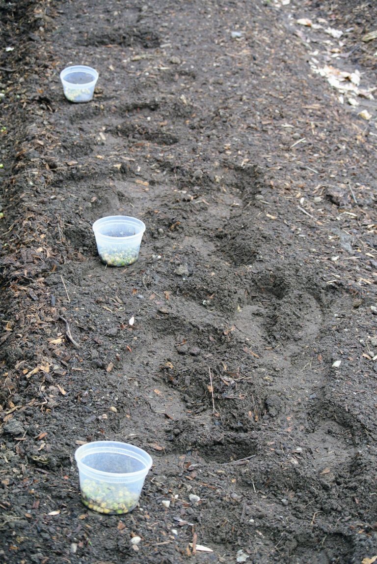 Preparing and Planting the Season's First Crop of Peas - The Martha ...