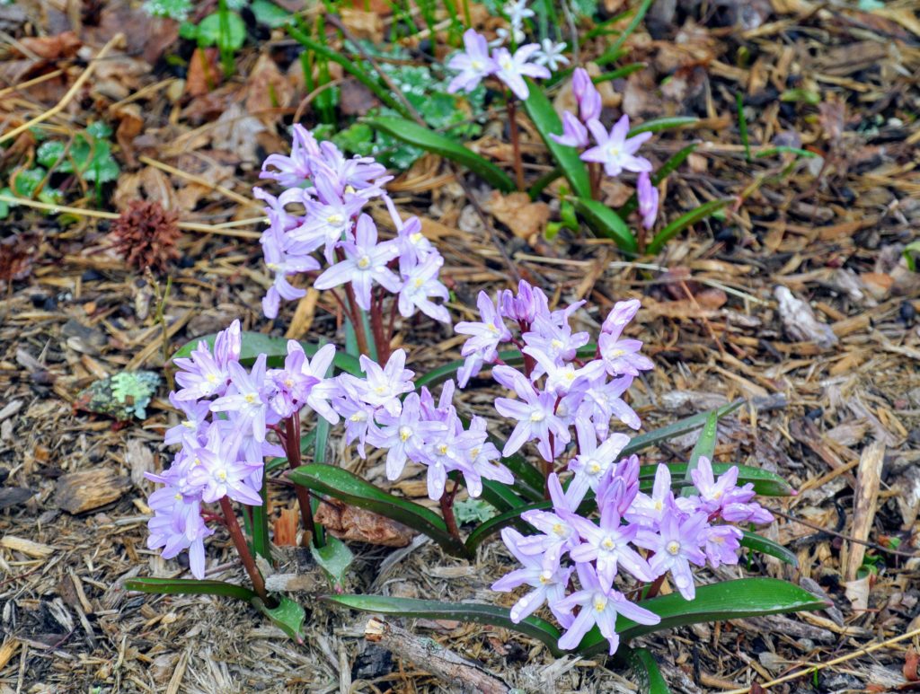 Spring Emergence at the Farm - The Martha Stewart Blog