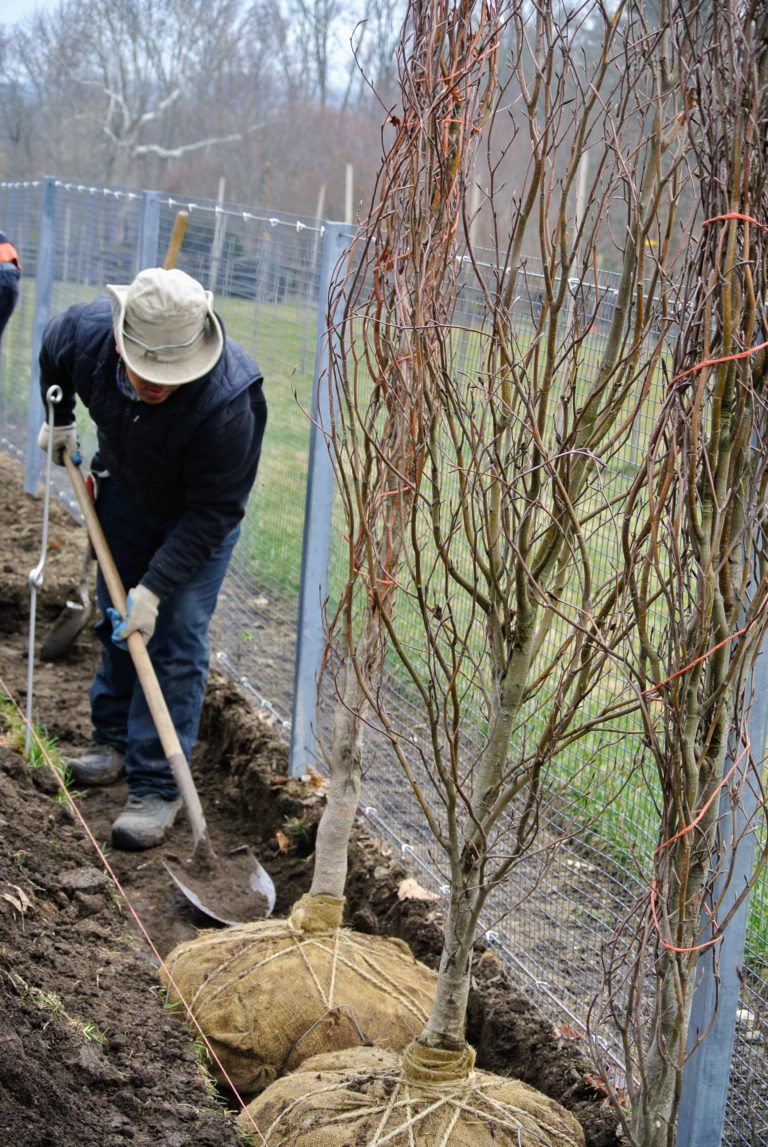 Planting a New Hedge at the Farm - The Martha Stewart Blog