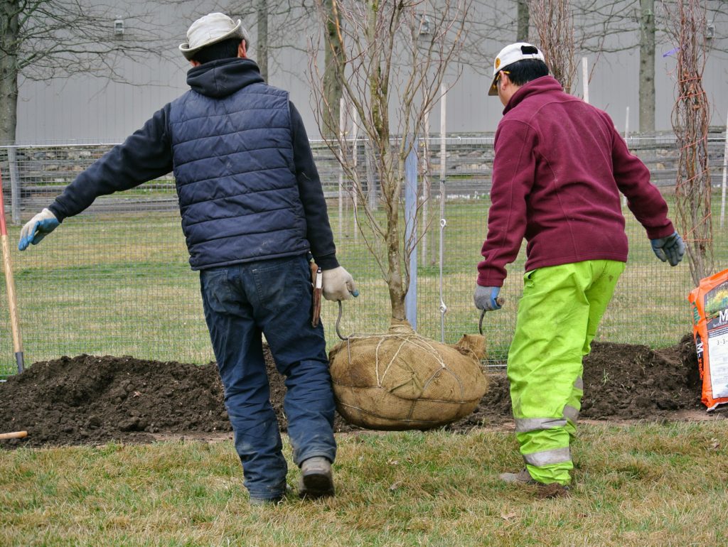 Planting a New Hedge at the Farm - The Martha Stewart Blog