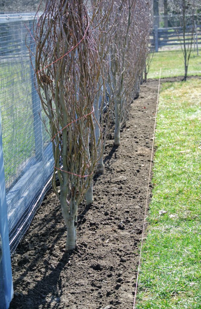 Planting a New Hedge at the Farm - The Martha Stewart Blog