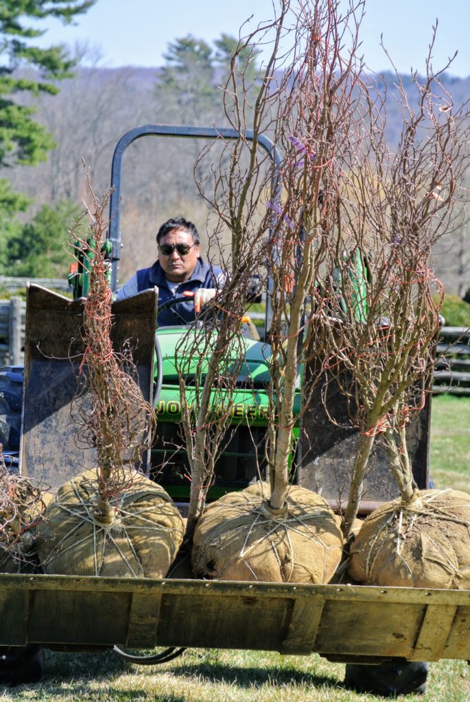 Planting a New Hedge at the Farm - The Martha Stewart Blog