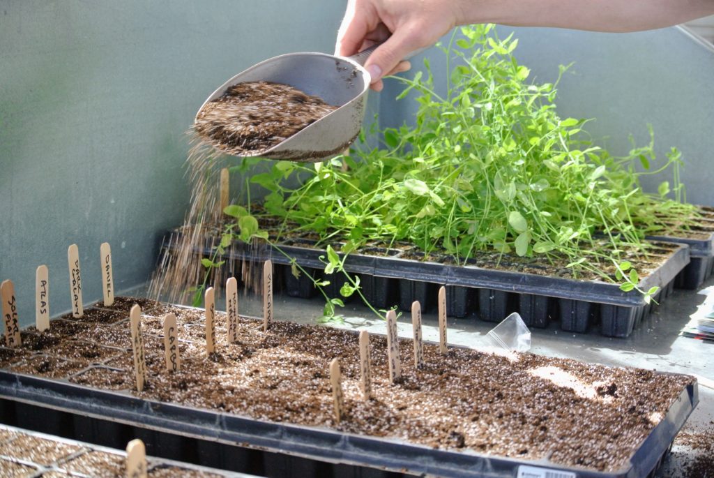 Starting Tomatoes from Seed - The Martha Stewart Blog