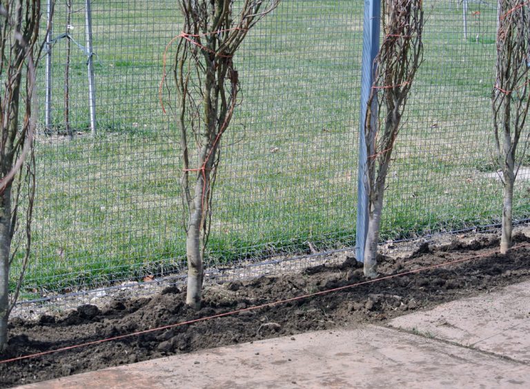 Planting a New Hedge at the Farm - The Martha Stewart Blog
