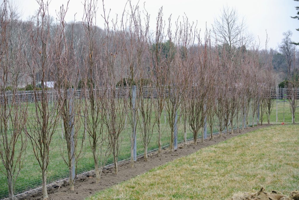 Planting a New Hedge at the Farm - The Martha Stewart Blog